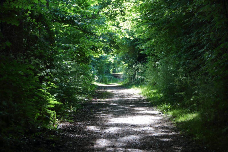 Empty Danish Forest Path in Summer Afternoon Stock Photo - Image of ...