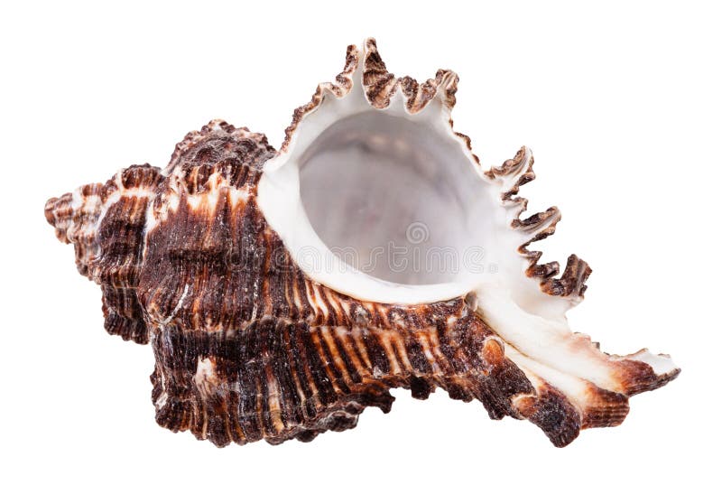 Empty Dark Brown Shell of Scallop Isolated Stock Image - Image of ...