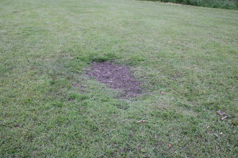 Empty Dirt Patch in Grass Field UK Stock Photo - Image of circle, dead ...