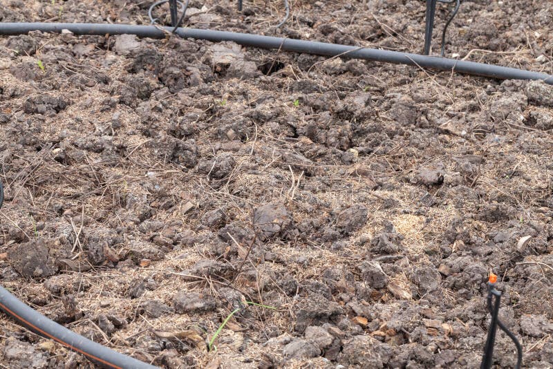 Dirt for Plantation with Water Pipe Stock Photo - Image of lines, pipe ...