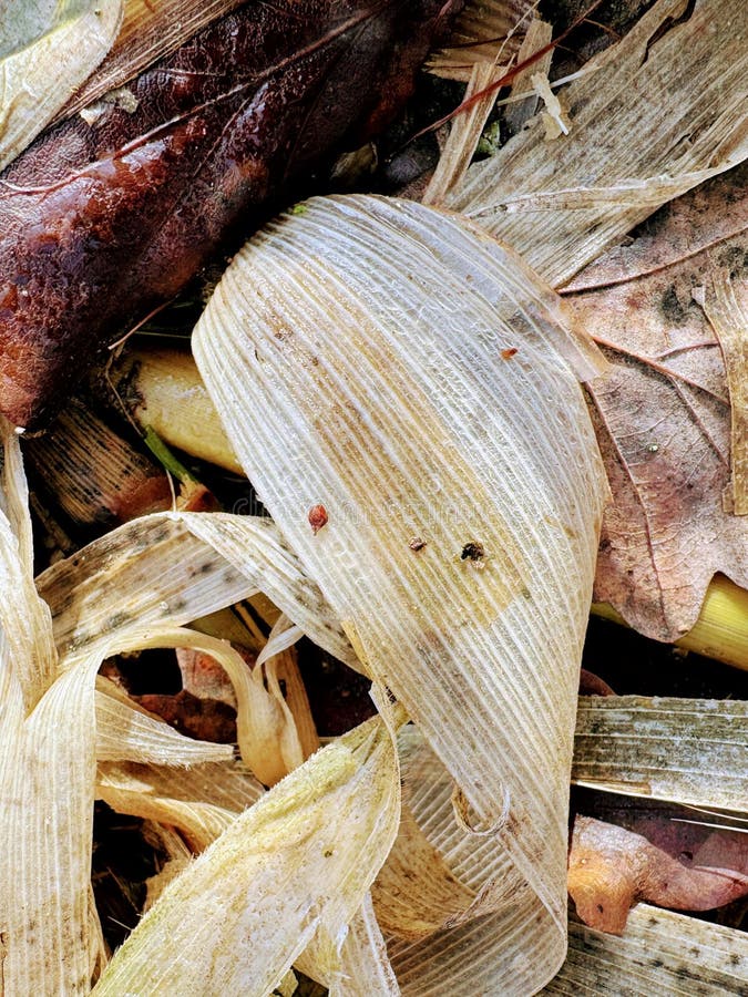 Empty Discarded Corn Foliage Lying Damp on Ground in Winter Stock Image ...