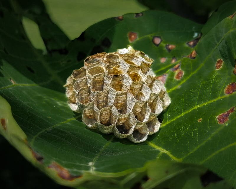 Empty donkey bee hive stock image. Image of spring, animal - 235124457
