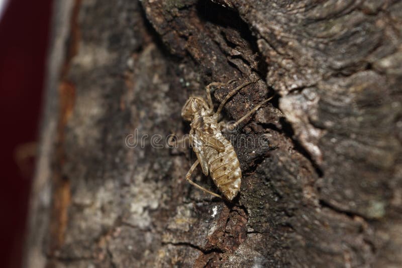 Empty Dragonfly Cocoon on a Tree Trunk Stock Image - Image of insect ...