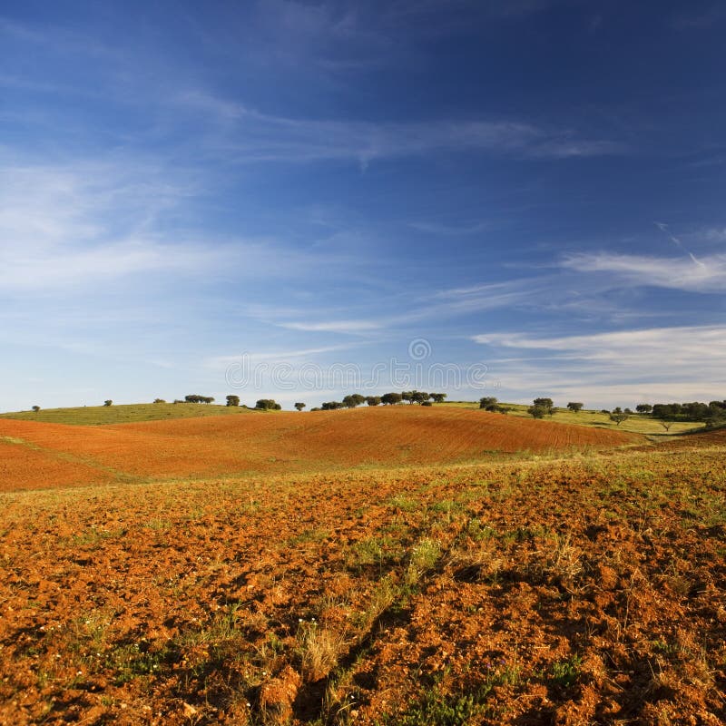 Empty and Dry Rural Landscape Stock Photo - Image of grass, golden: 5085564