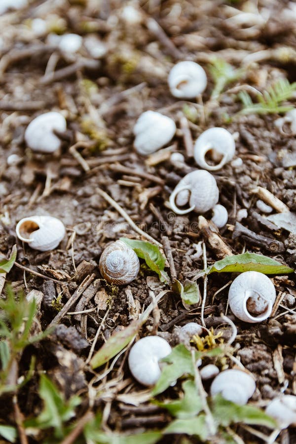 Empty and Dry Snail Shells on Ground. Stock Photo - Image of dead ...