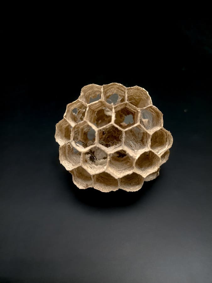Empty and Dry Wasp Nest with Hexagonal Cells on Dark Background Stock Photo - Image of isolated ...