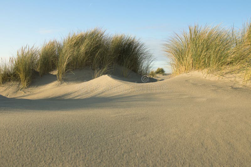 Empty dunes on a summerday stock image. Image of plant - 175970075