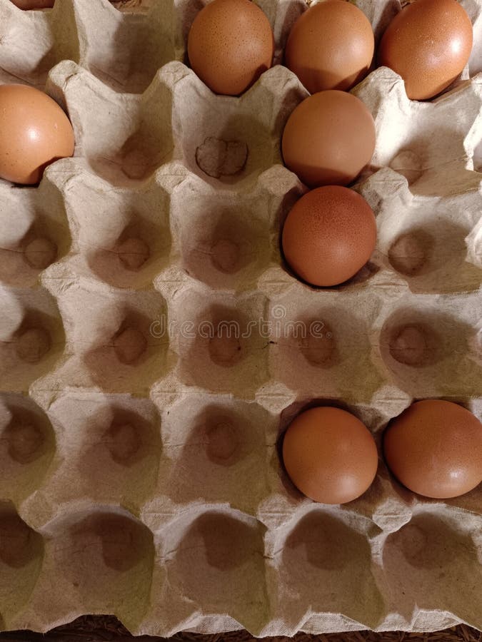 Empty egg tray stock image. Image of eggs, sold, tray - 268480609