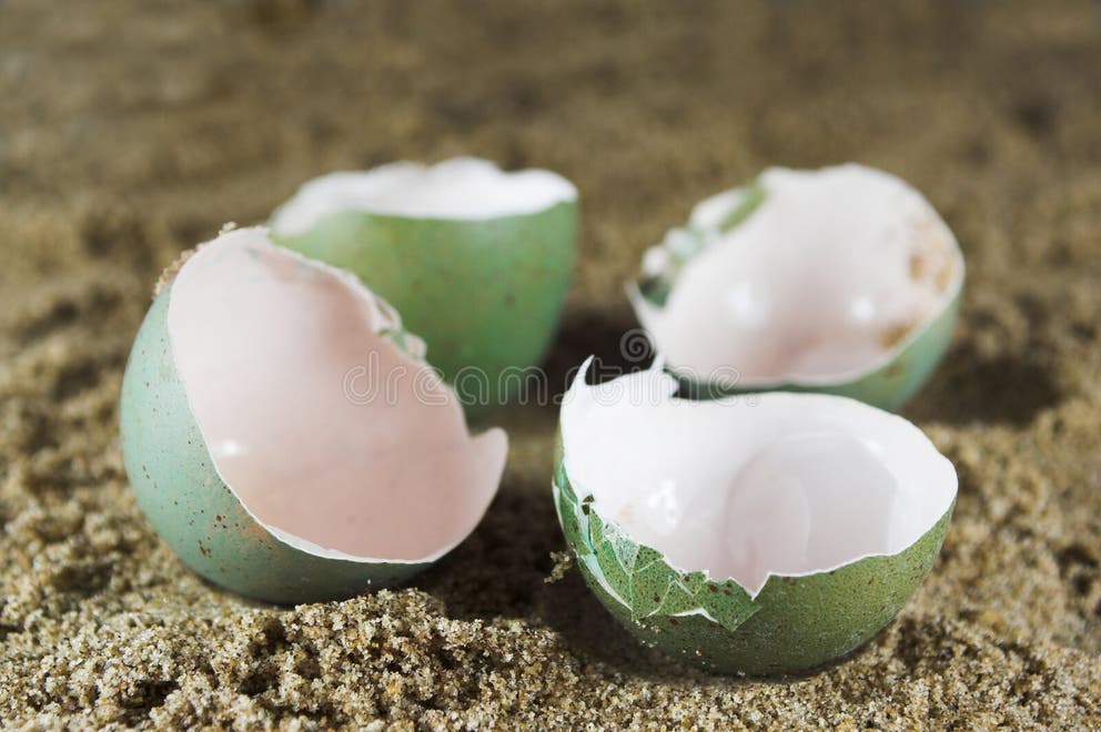 Empty Eggs stock image. Image of birth, incubation, reptile - 3075891
