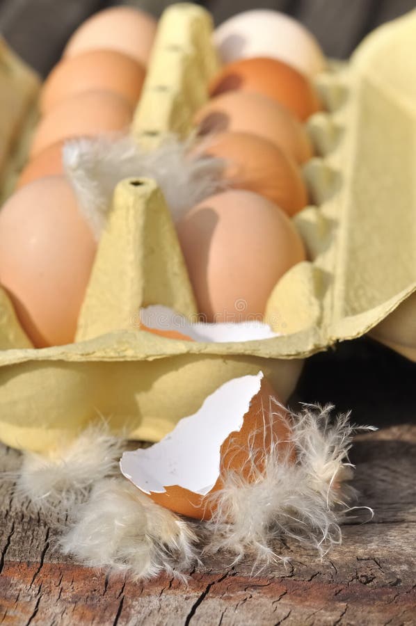 Empty eggshell stock image. Image of diet, farm, easter - 13135085