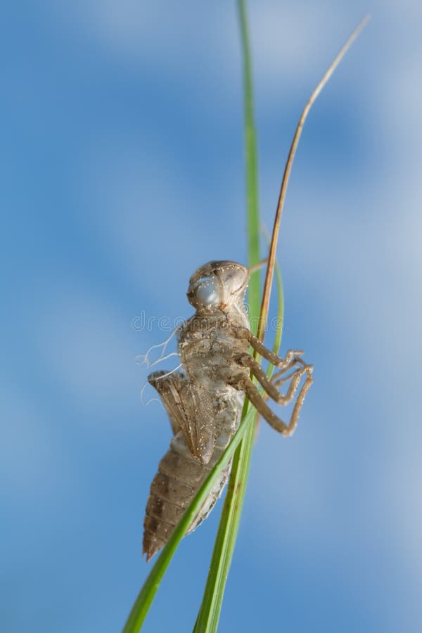 Empty Exuvia after the Dragonfly Hatched Stock Image - Image of odonata ...