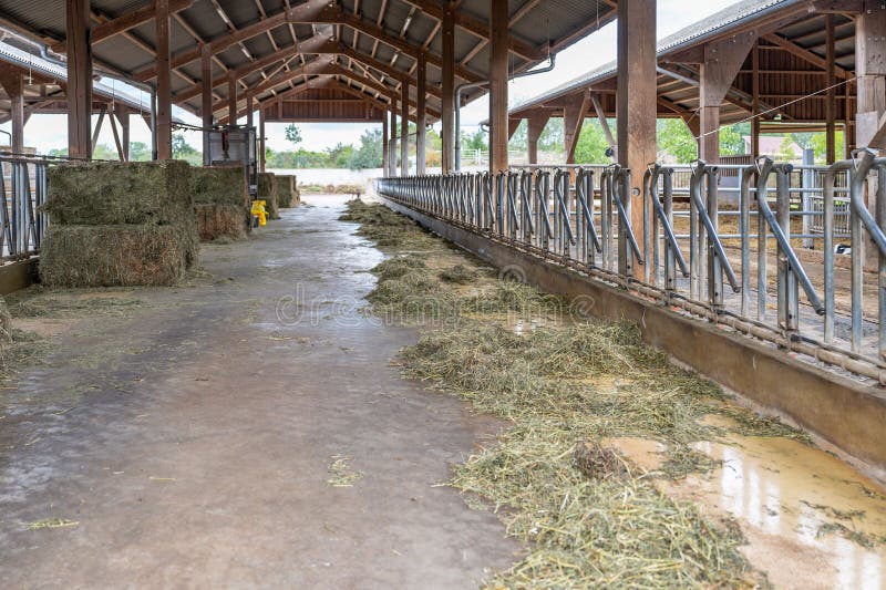 Empty Farm with Boxes for Cows Stock Photo - Image of fence, rocks ...