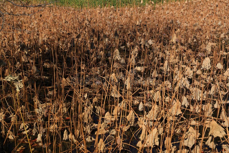 The Empty Farmland Landscape with Crops and Fertile Soil Stock Photo ...