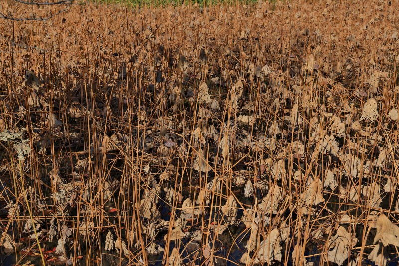 The Empty Farmland Landscape with Crops and Fertile Soil Stock Photo ...