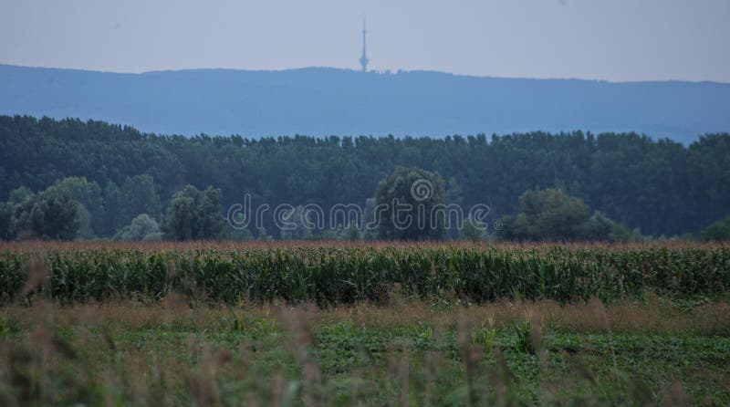 Empty Field with Corn Field, Forest and Hills in Distance Stock Photo ...