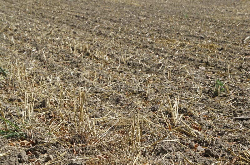 Empty Field with Dry Grass Growing Stock Image - Image of outdoor ...