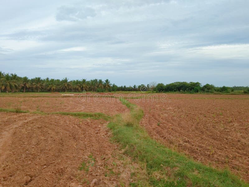 Plain field with foot path stock photo. Image of crop - 223298574