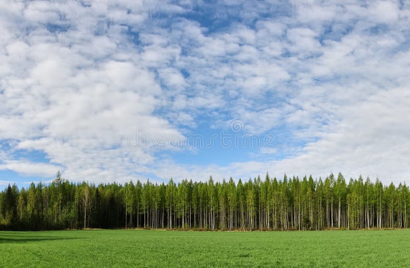 Empty Field with Forest and Lots of Space in the Summer Stock Image ...
