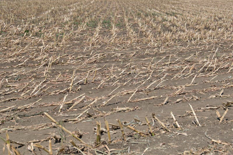 Empty Field after Harvest of Corn Stock Photo - Image of farm, soil ...
