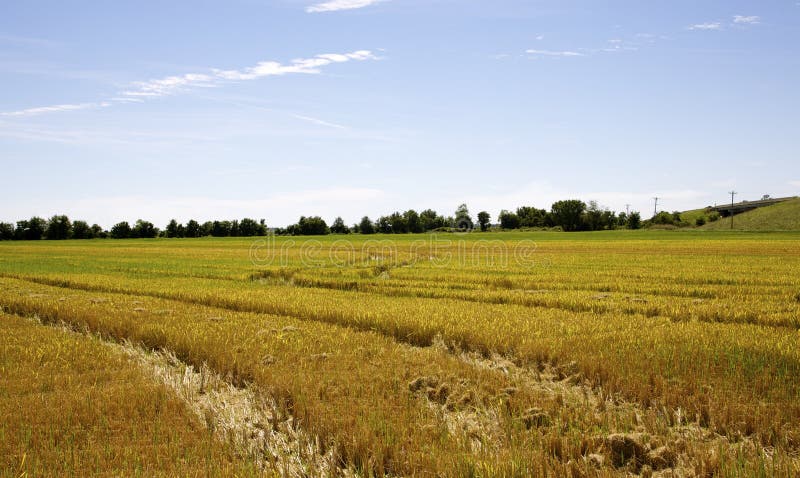 Empty Field in between Harvest Stock Image - Image of crops, crop: 44862793