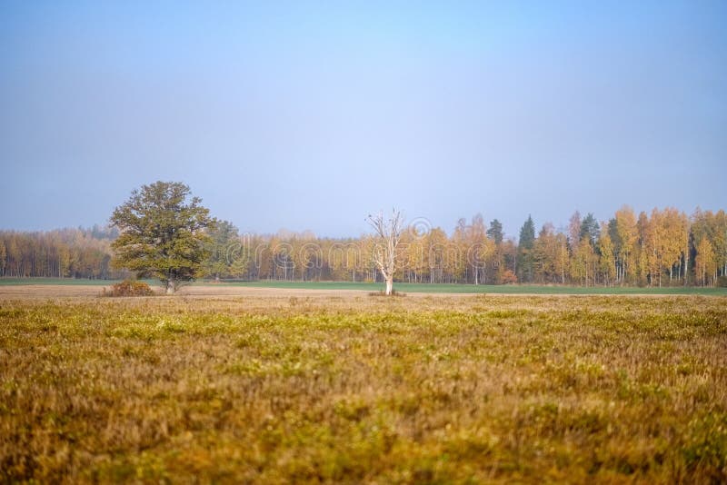 Empty field in late autumn stock photo. Image of brown - 130061200