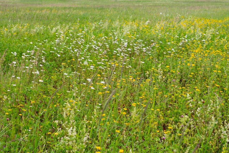 Empty Field with Lot of Lush High Grass Stock Photo - Image of field ...