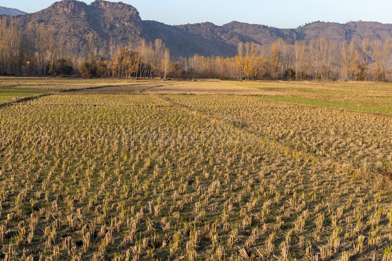 Empty Field after Rice Crop Harvest in Autumn Stock Photo - Image of ...