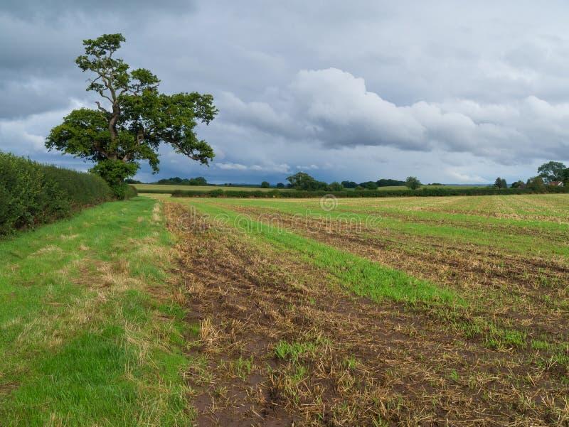 Field under a big sky stock photo. Image of landscape - 60064740