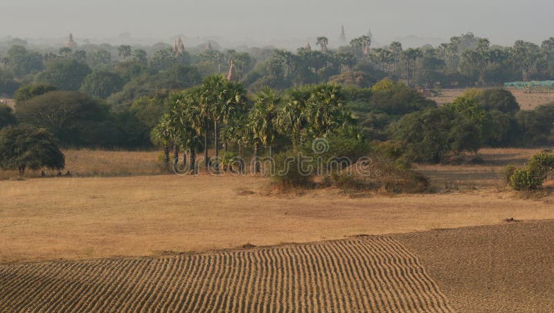 The Empty Fields with Palm Trees in Shan, Myanmar Stock Image - Image ...
