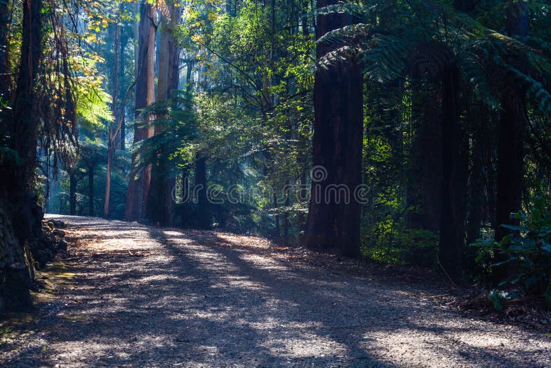 Empty Footpath in Rainforest. Stock Image - Image of australian ...