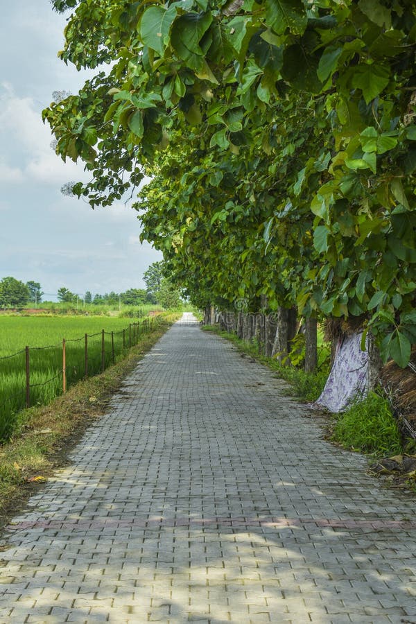 Empty Footpath Nature Sideway Trees Open Sky and Beautiful Atmosphere ...