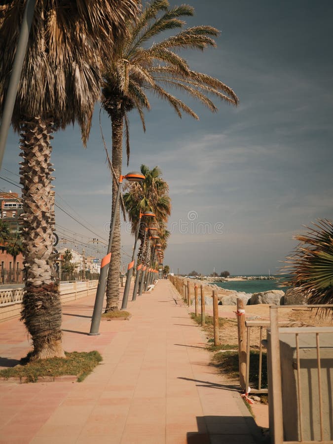 Empty Footpath on the Quay with a Row of Palm Trees and Street Lights ...