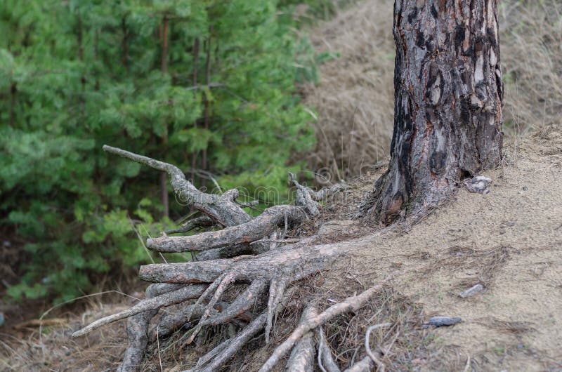 The Large Pine Trunk with Large Open Roots. Stock Image - Image of root ...