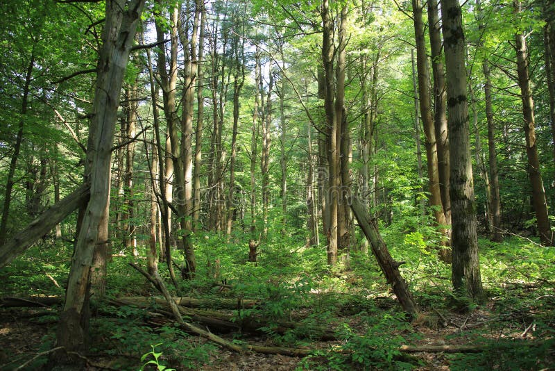 Empty Forest stock photo. Image of trees, forest, pine - 95992552