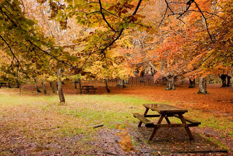 Empty forest at fall stock photo. Image of empty, fall - 7197496