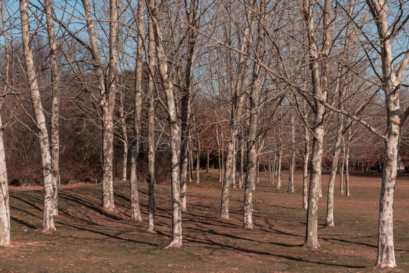 Empty Forest with Leafless Trees Under a Blue Sky Stock Photo - Image ...