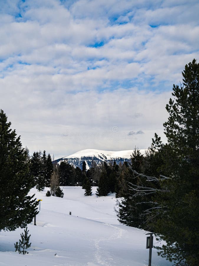 Empty Forest Trail in Winter, Snow Cover, Footprint, Pine Trees, No ...