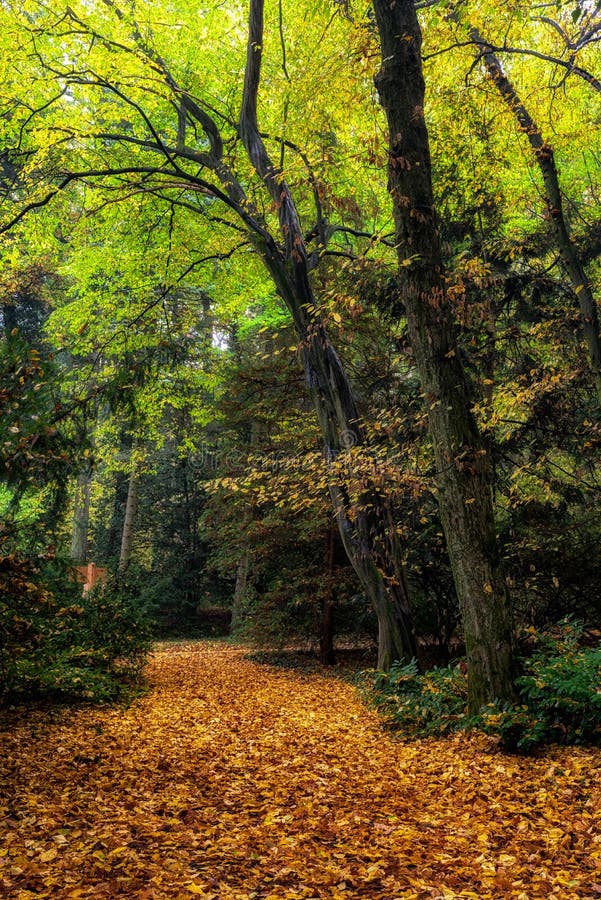 Empty Forest Path an Autumn Trees Stock Image - Image of autumn, ground ...