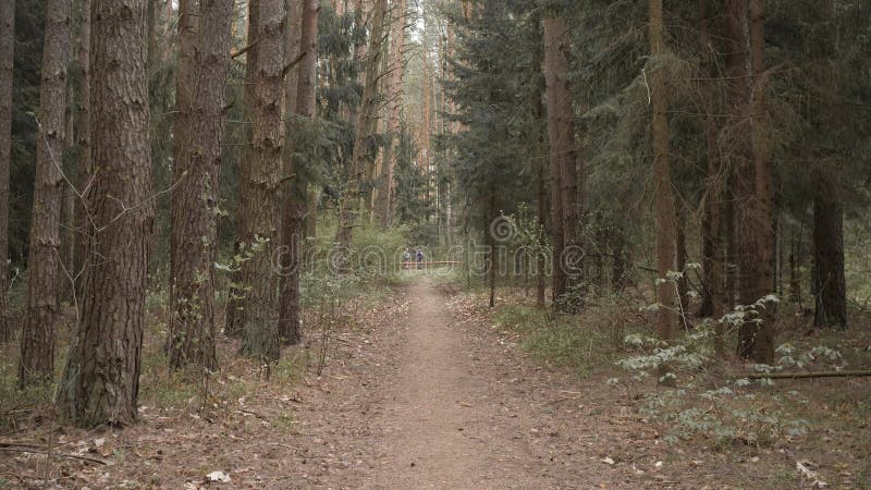 Empty forest stock illustration. Illustration of environment - 7351947