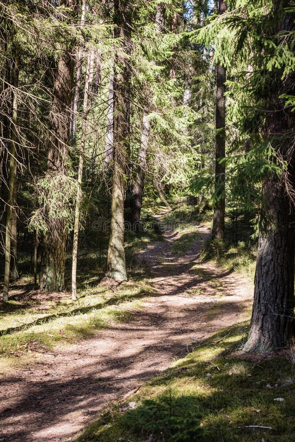 Empty Forest Path between Big Spruce Trees. Stock Photo - Image of form ...