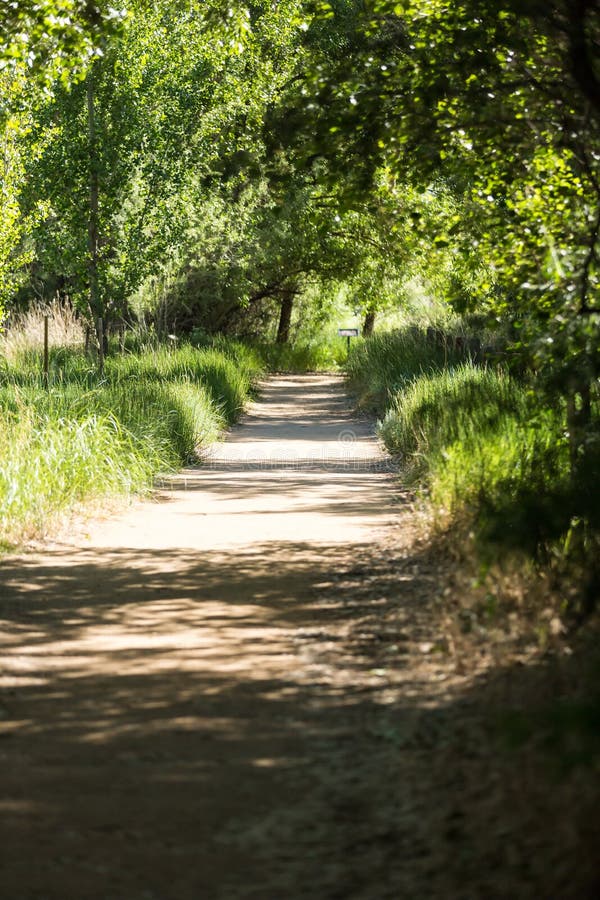 Empty Forest Path through Greenery in a Park Stock Image - Image of ...