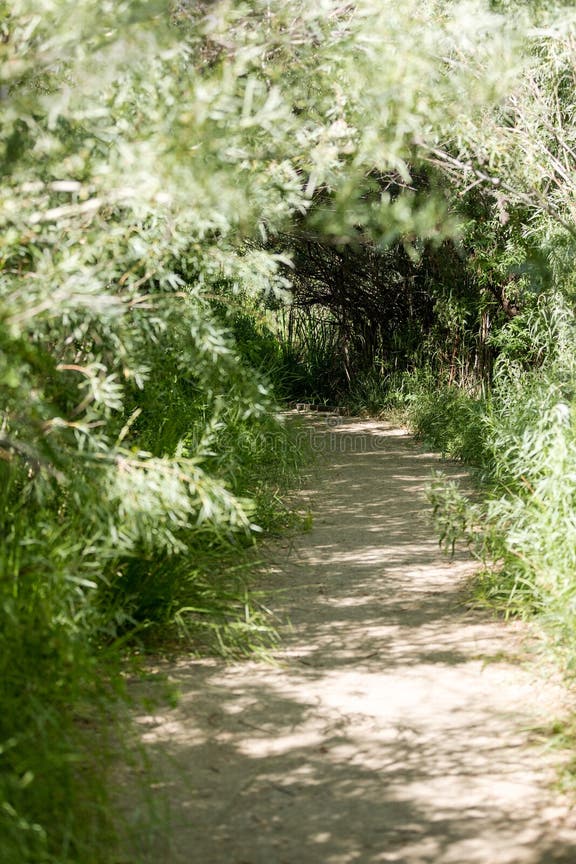 Empty Forest Path through Greenery in a Park Stock Photo - Image of ...