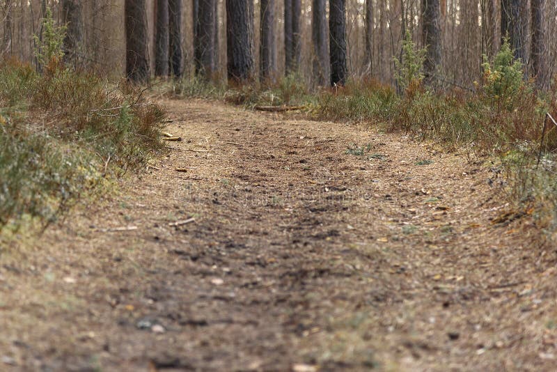 Empty Forest Path Strewn with Pine Needles Turn among the Pine Trees ...