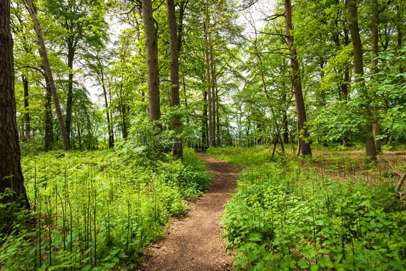 Empty Forest Path on Sunny Day in England Uk Stock Photo - Image of ...