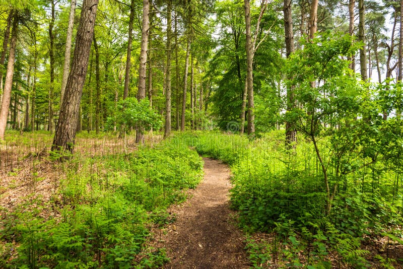 Empty Forest Path on Sunny Day in England Uk Stock Image - Image of ...