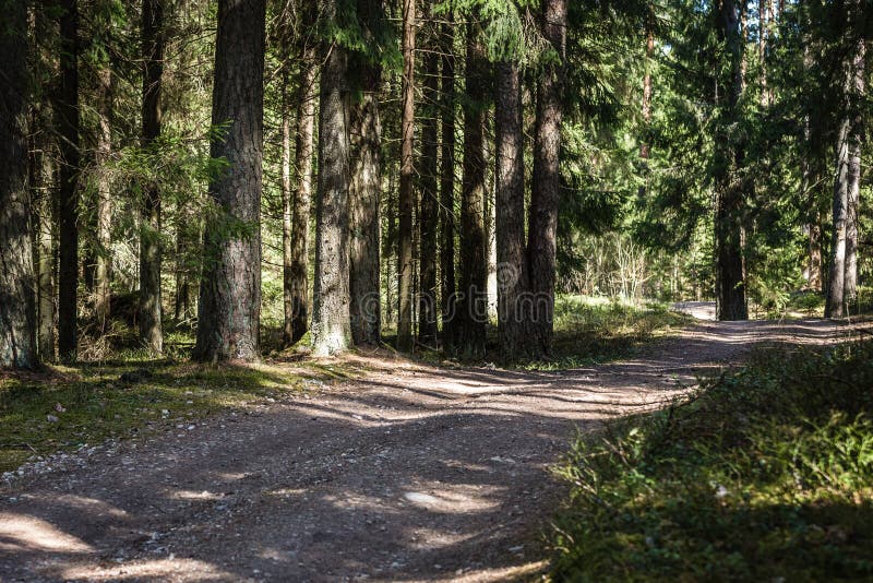 Empty Forest Path Which Goes To a Larger Gravel Forest Path Stock Photo ...