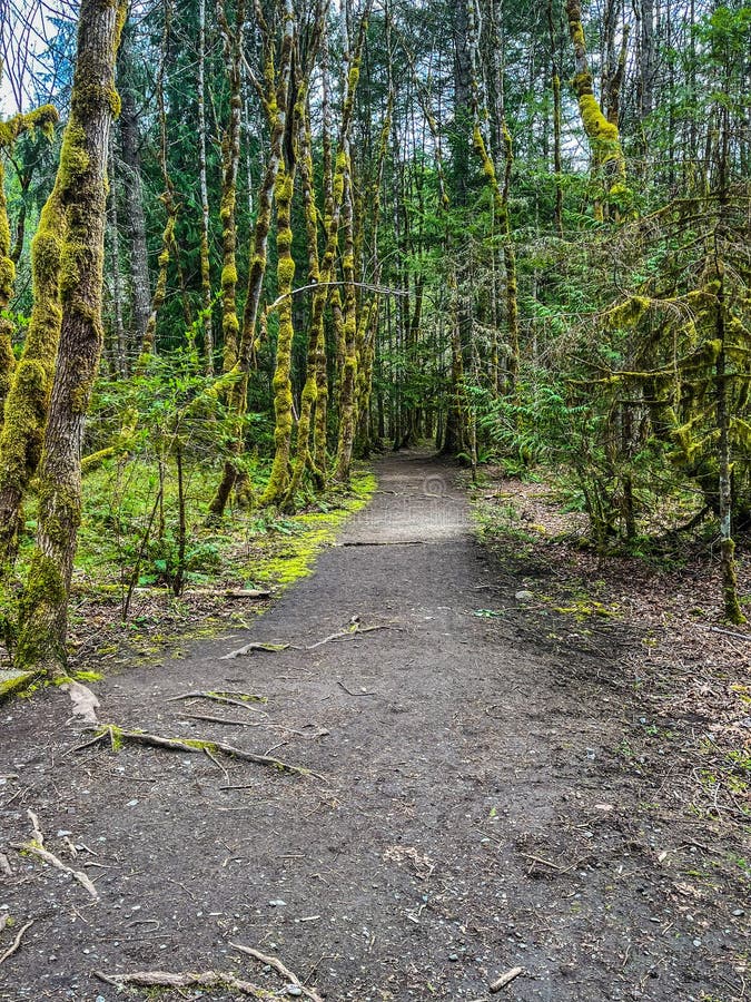 An Empty Forest Pathway among the Trees on a Sunny Day Stock Image ...