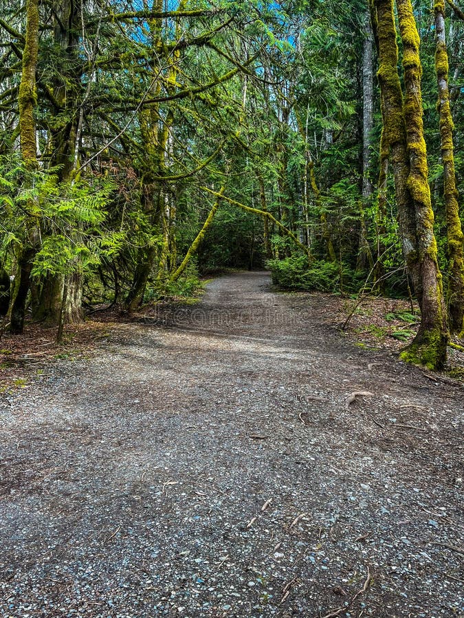 An Empty Forest Pathway among the Trees on a Sunny Day Stock Photo ...