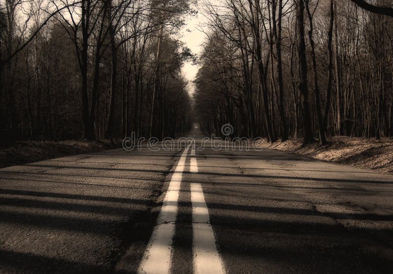 Empty forest road stock photo. Image of moving, asphalt - 13265478