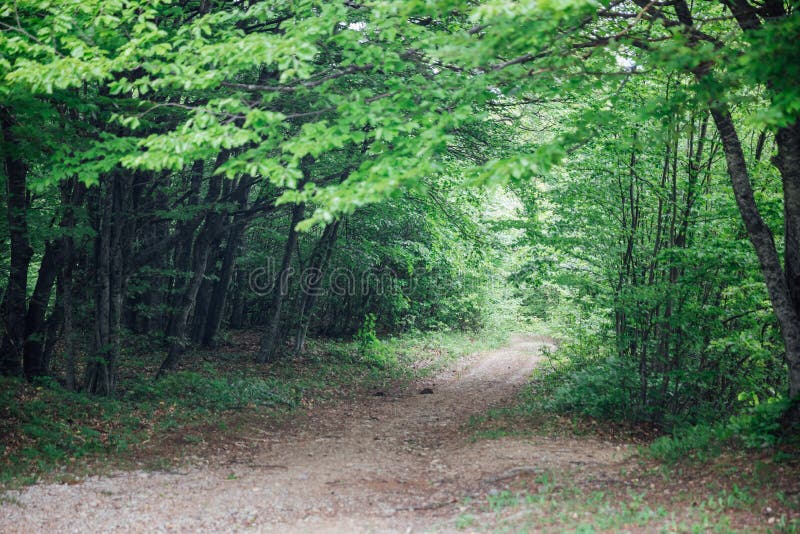 Empty Forest Road in Green Leafy Forest Stock Image - Image of forest ...